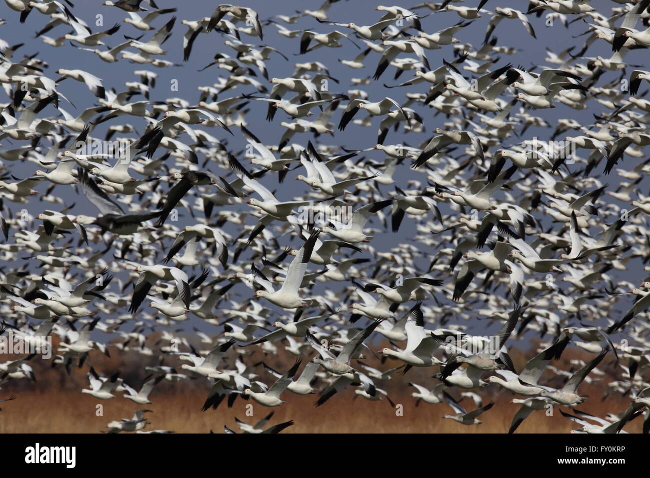Swarm of geese hi-res stock photography and images - Alamy