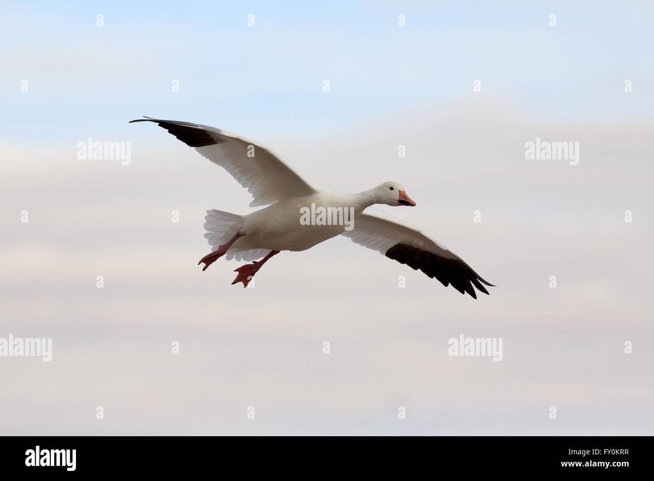 Adult snow goose hi-res stock photography and images - Alamy