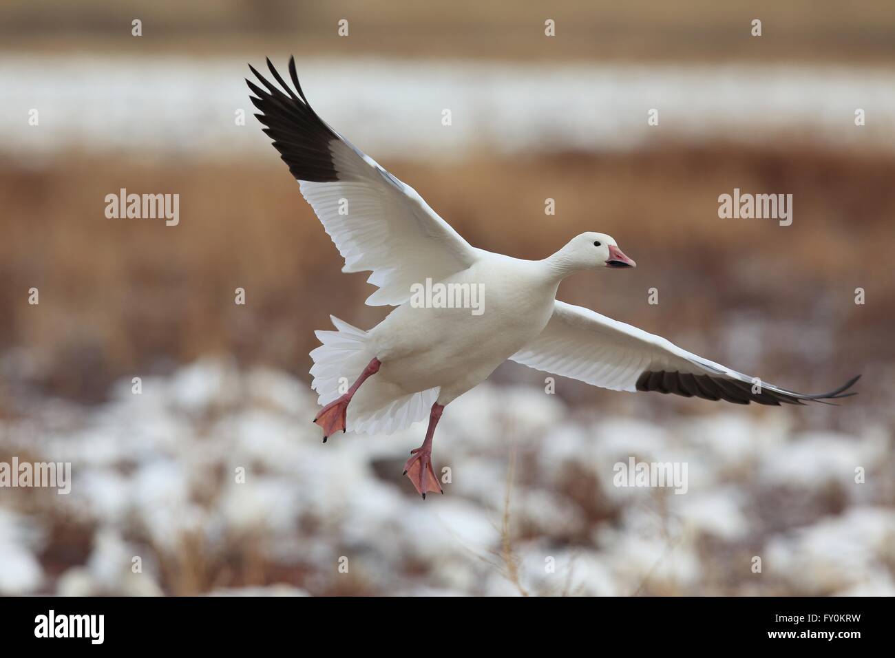 Goose wingspan hi-res stock photography and images - Alamy