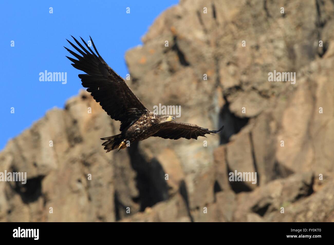 Flying white tailed eagles hi-res stock photography and images - Alamy