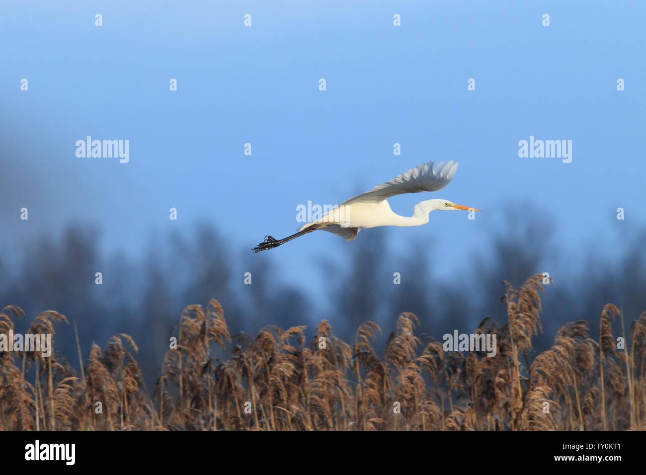 Great white egrets flying hi-res stock photography and images - Alamy