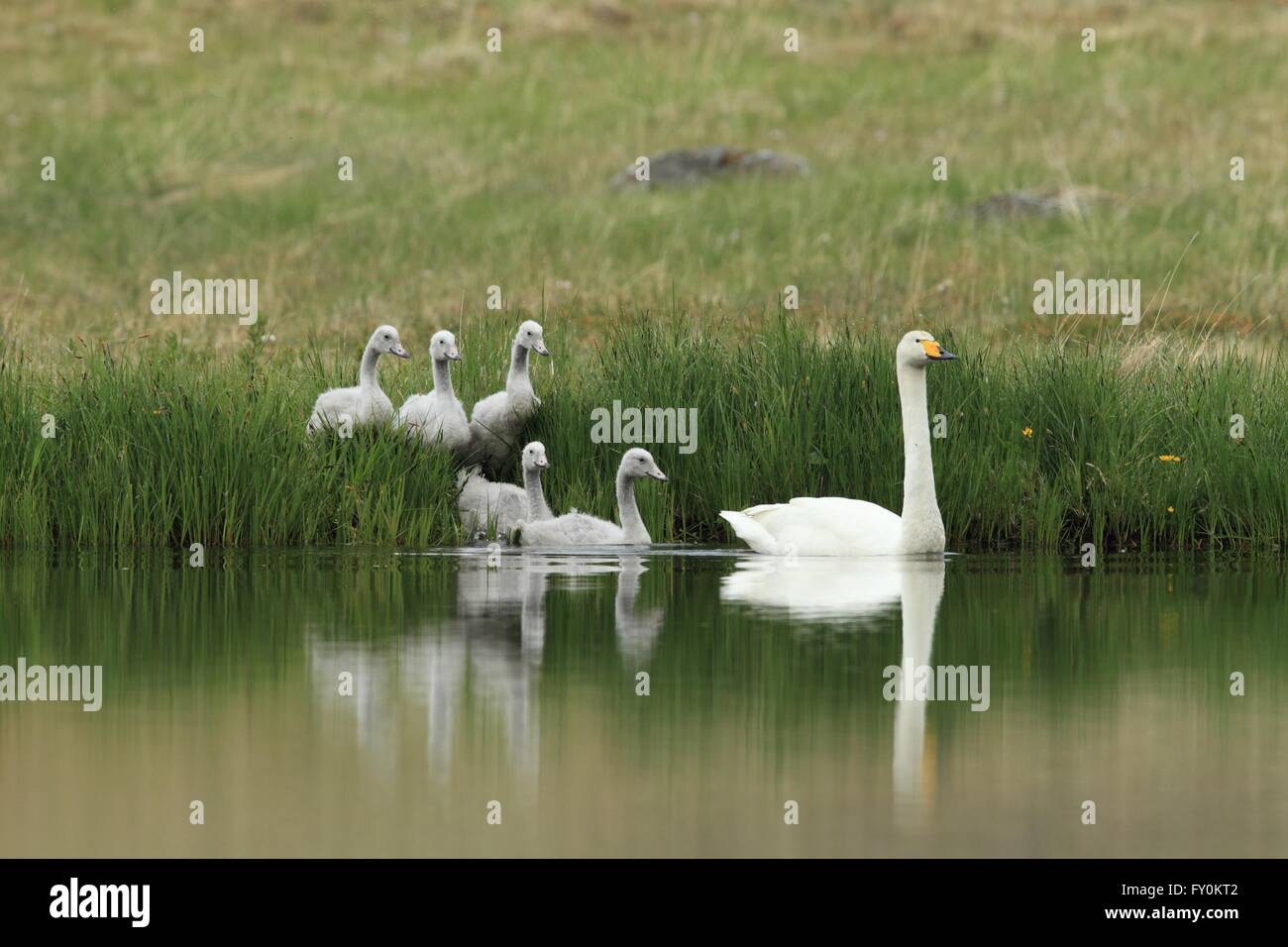 Swans baby hi-res stock photography and images - Alamy