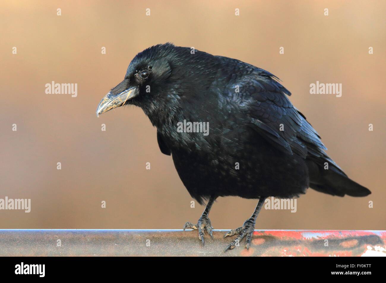 Adult crow hi-res stock photography and images - Alamy