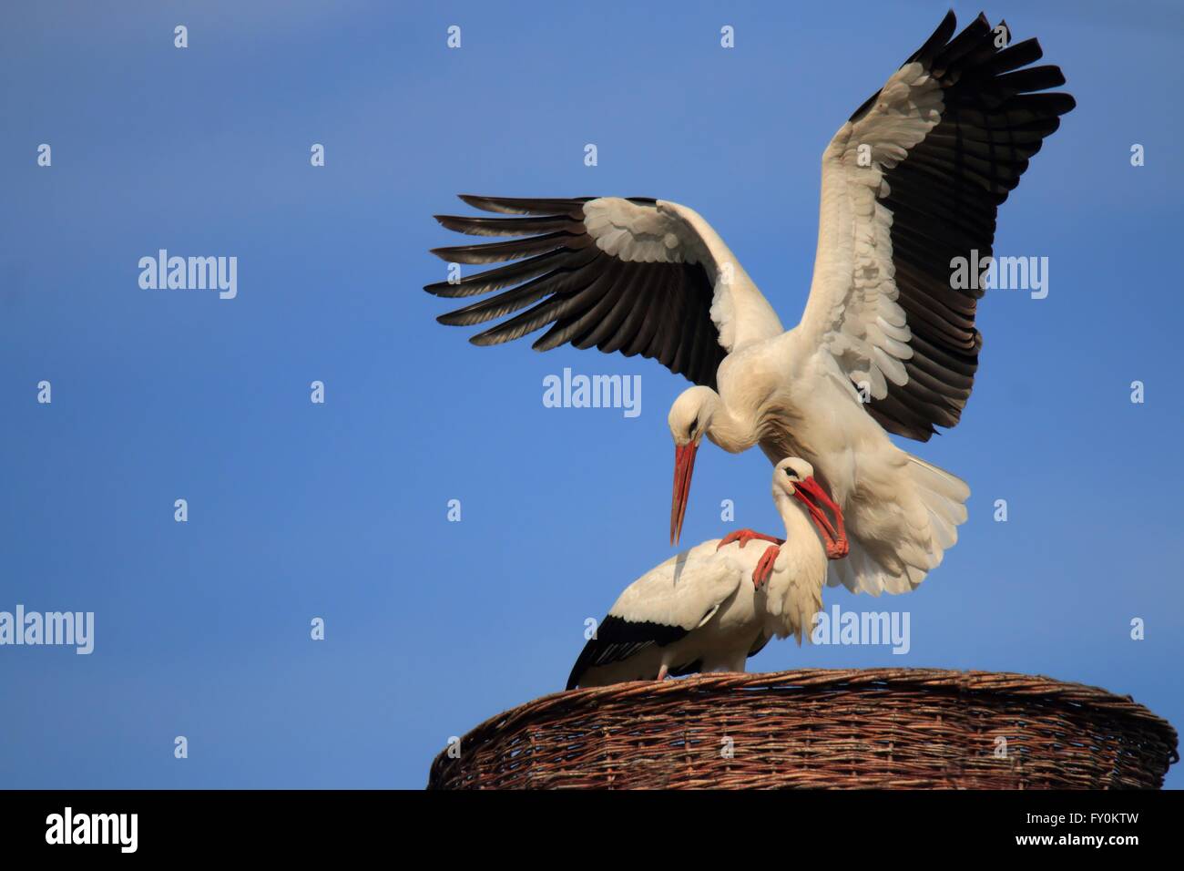 Two storks and clear sky hi-res stock photography and images - Alamy
