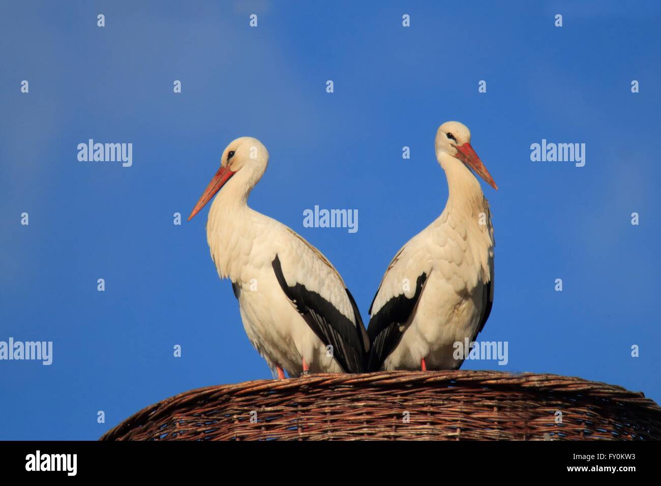 Two storks and clear sky hi-res stock photography and images - Alamy