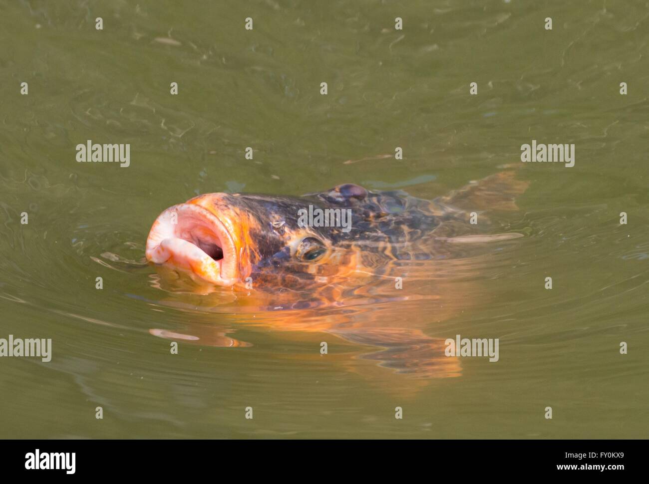 Air breathing fish hi-res stock photography and images - Alamy
