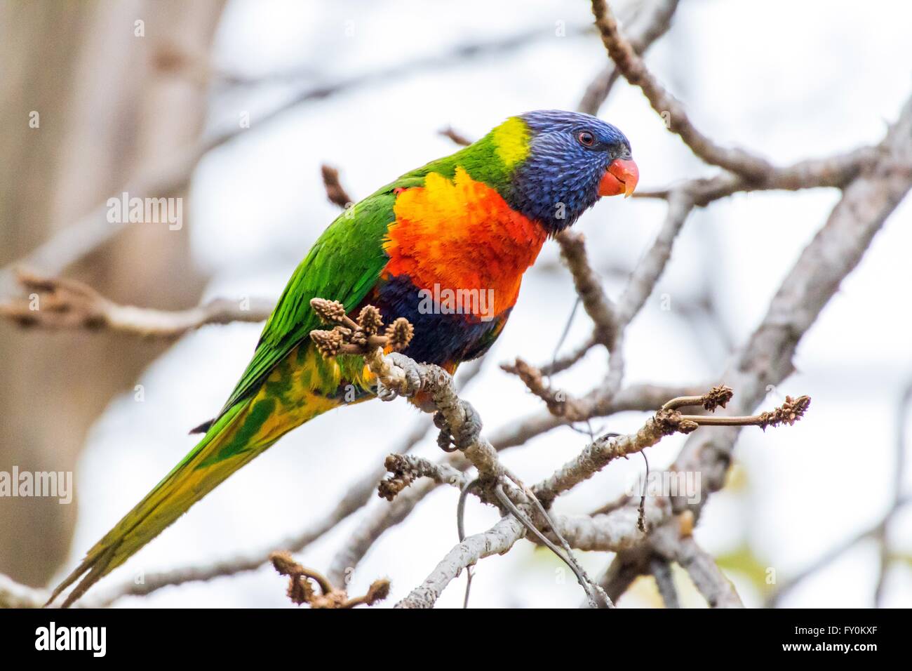 Rainbow colored birds hi-res stock photography and images - Alamy