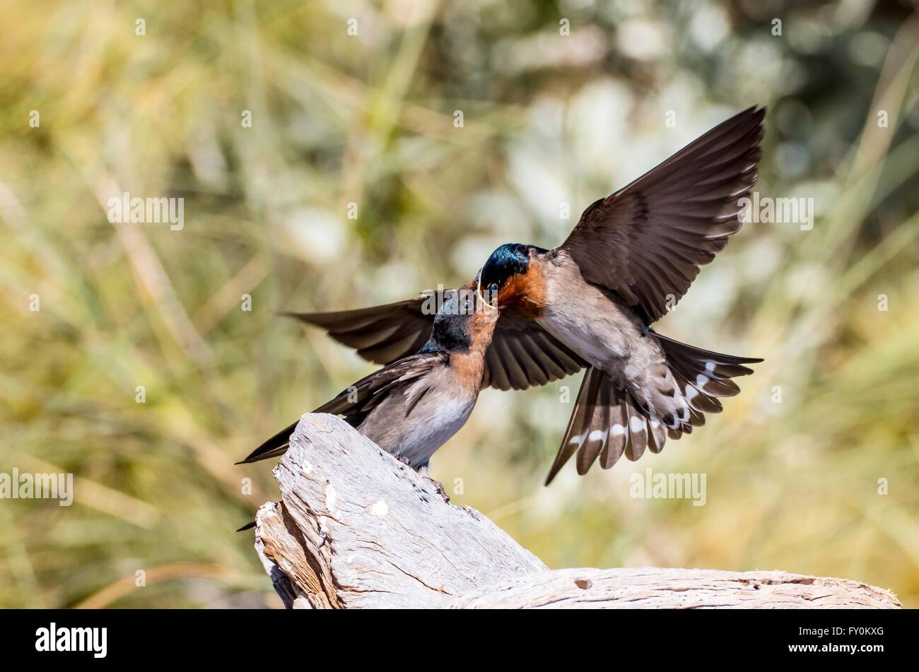 Adult tree swallow hi-res stock photography and images - Alamy