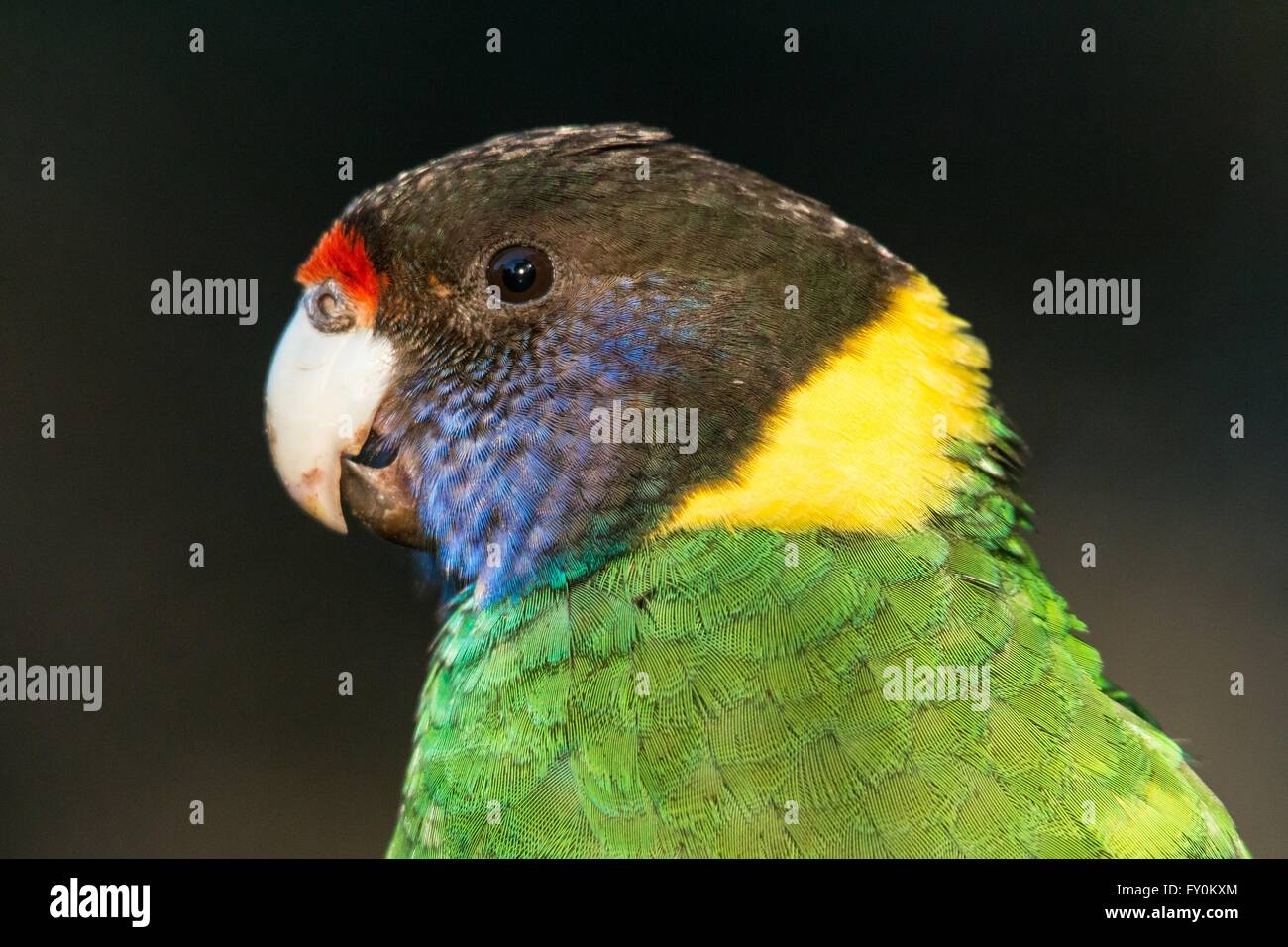Port Lincoln parrot Stock Photo - Alamy