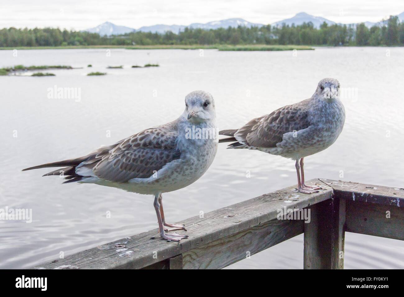 Common gulls hi-res stock photography and images - Alamy