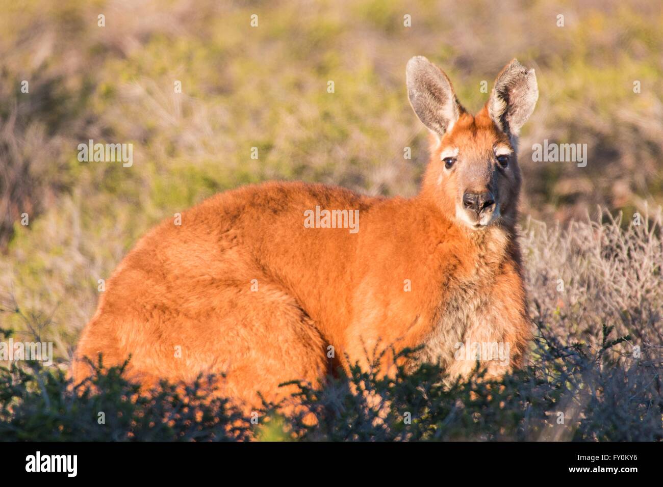 Big red kangaroo hi-res stock photography and images - Alamy