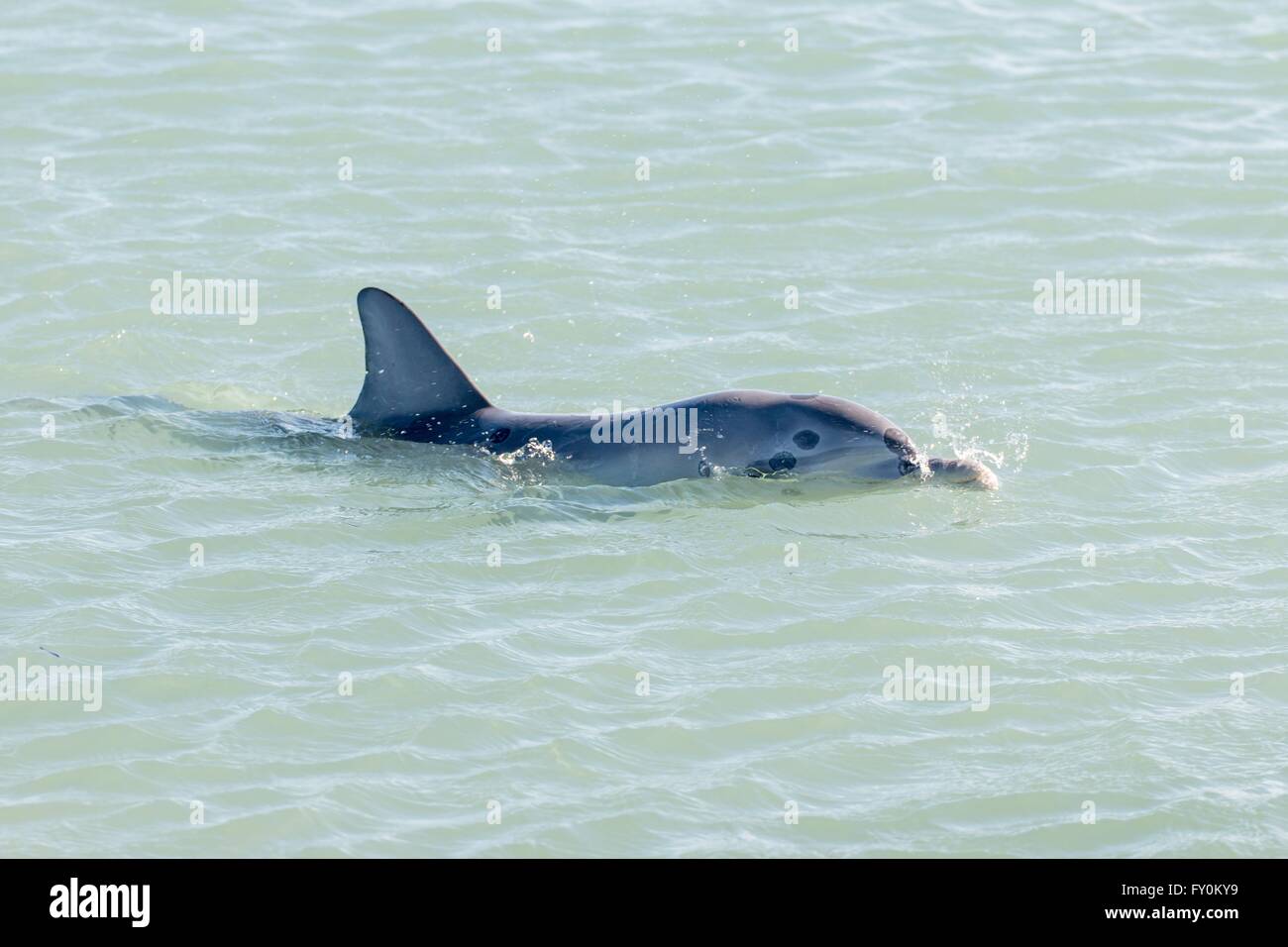 Adult dolphin hi-res stock photography and images - Alamy