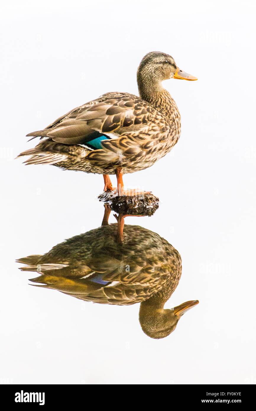 Mallards Cut Out Stock Images & Pictures - Alamy