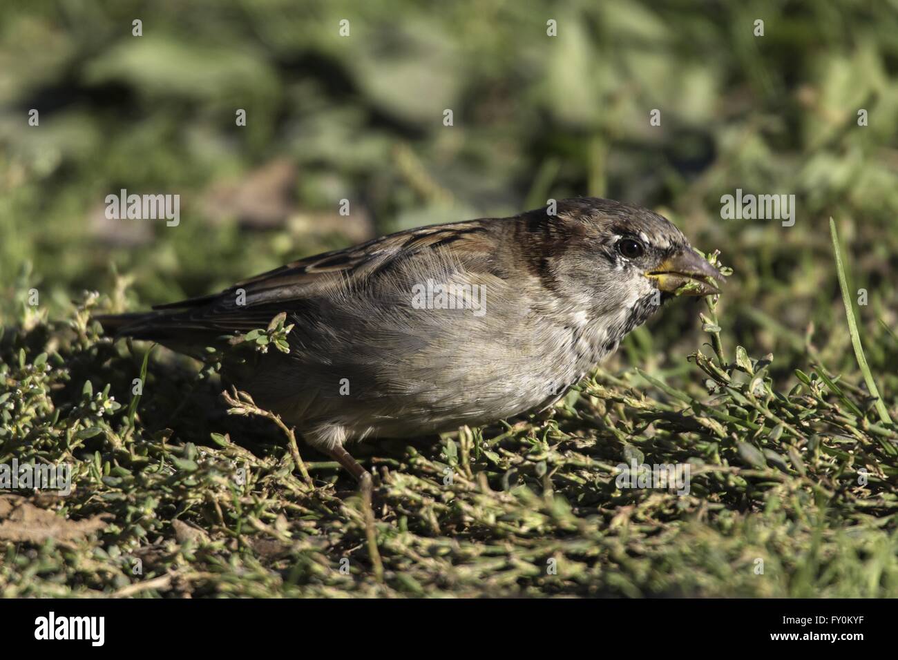 English house sparrow Stock Photo - Alamy