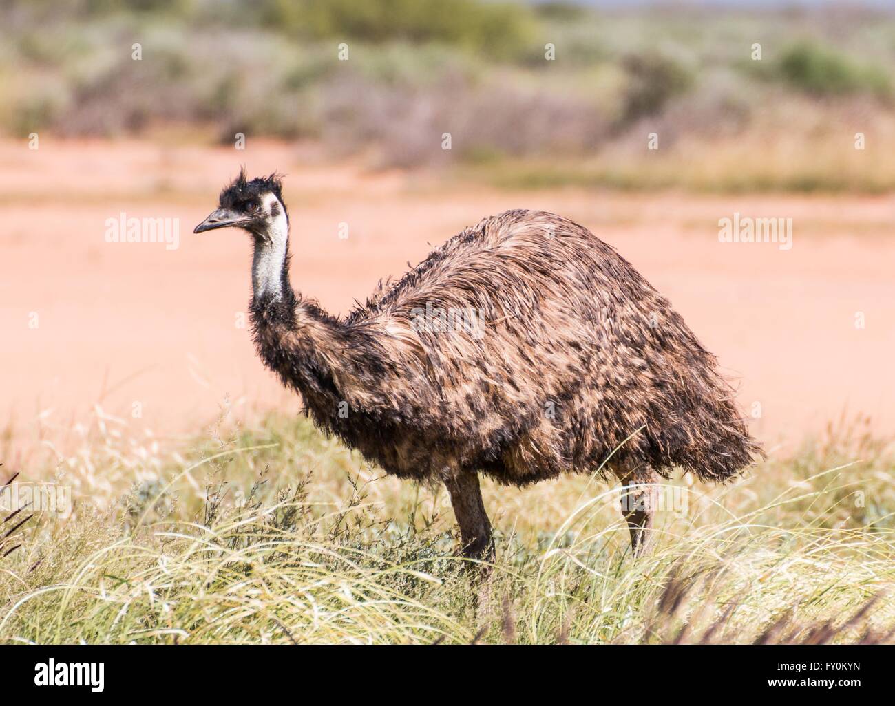 Adult emu hi-res stock photography and images - Alamy