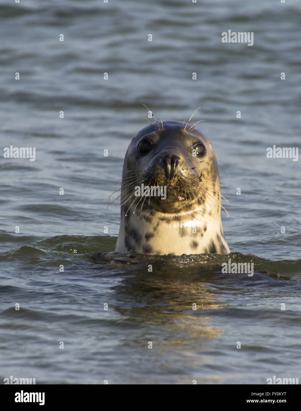 Adult harbour seal hi-res stock photography and images - Alamy