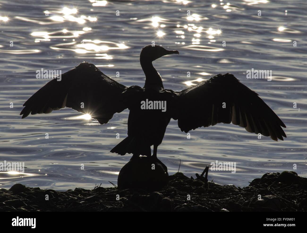 Cormorant Outline High Resolution Stock Photography and Images - Alamy