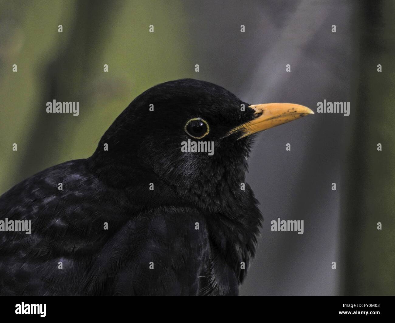 Common blackbirds hi-res stock photography and images - Alamy