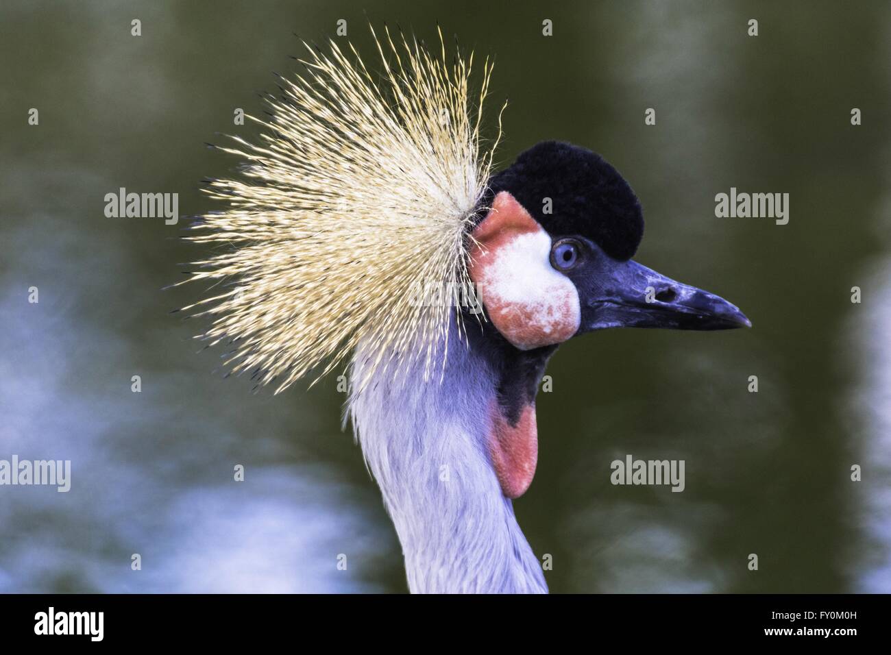 Adult crane head hi-res stock photography and images - Alamy