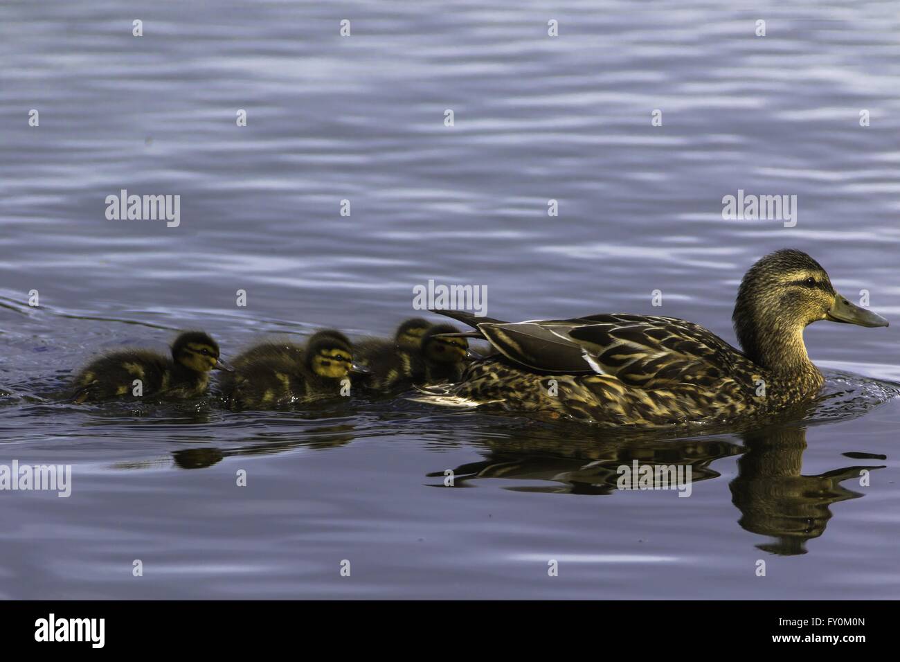 Babies mallards hi-res stock photography and images - Alamy