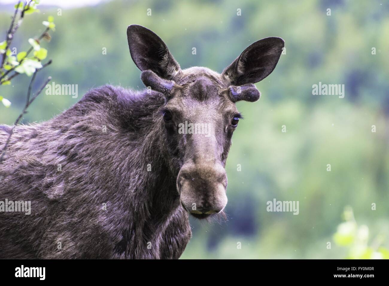 Adult moose hi-res stock photography and images - Alamy