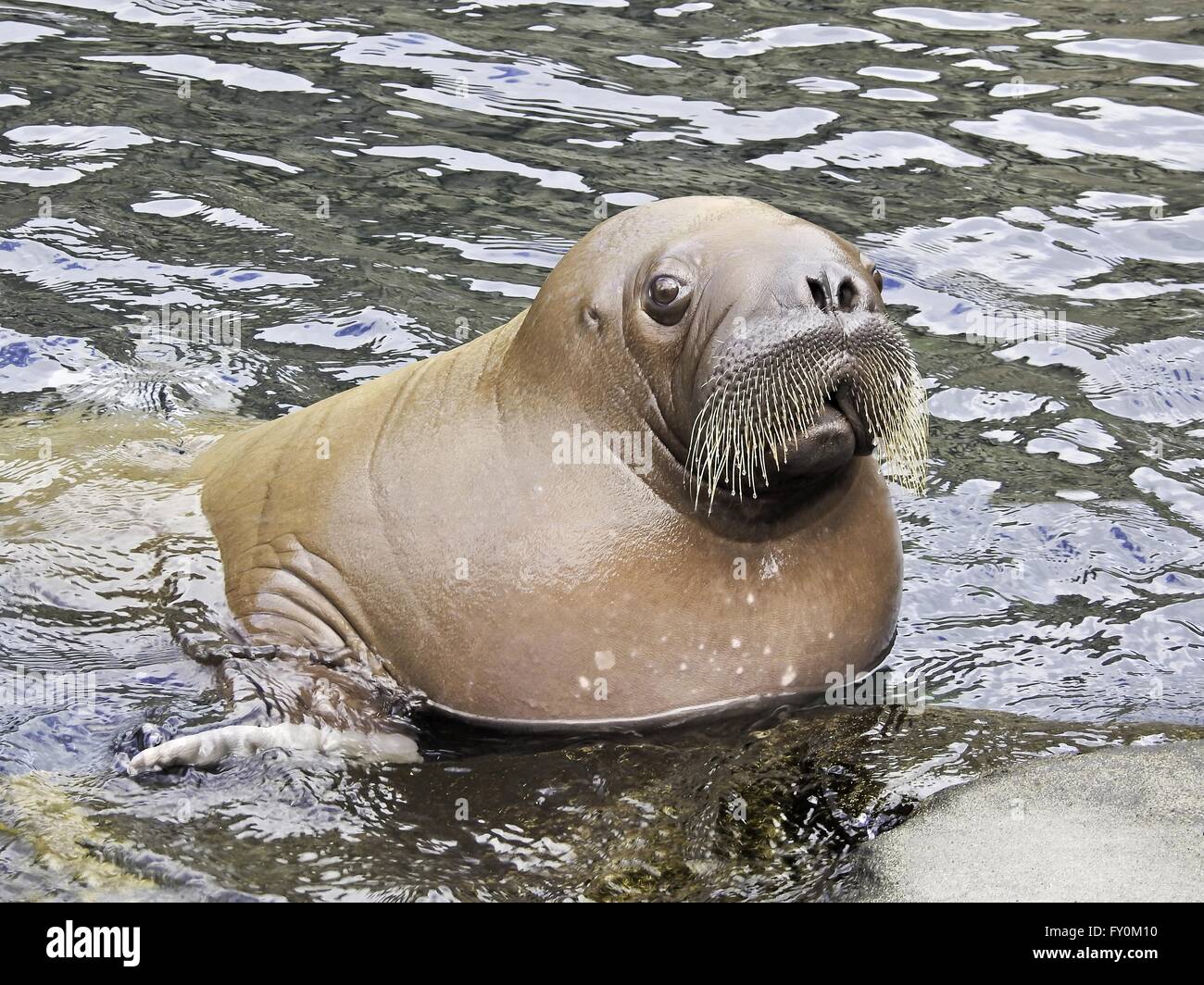 Walruses swimming hi-res stock photography and images - Alamy