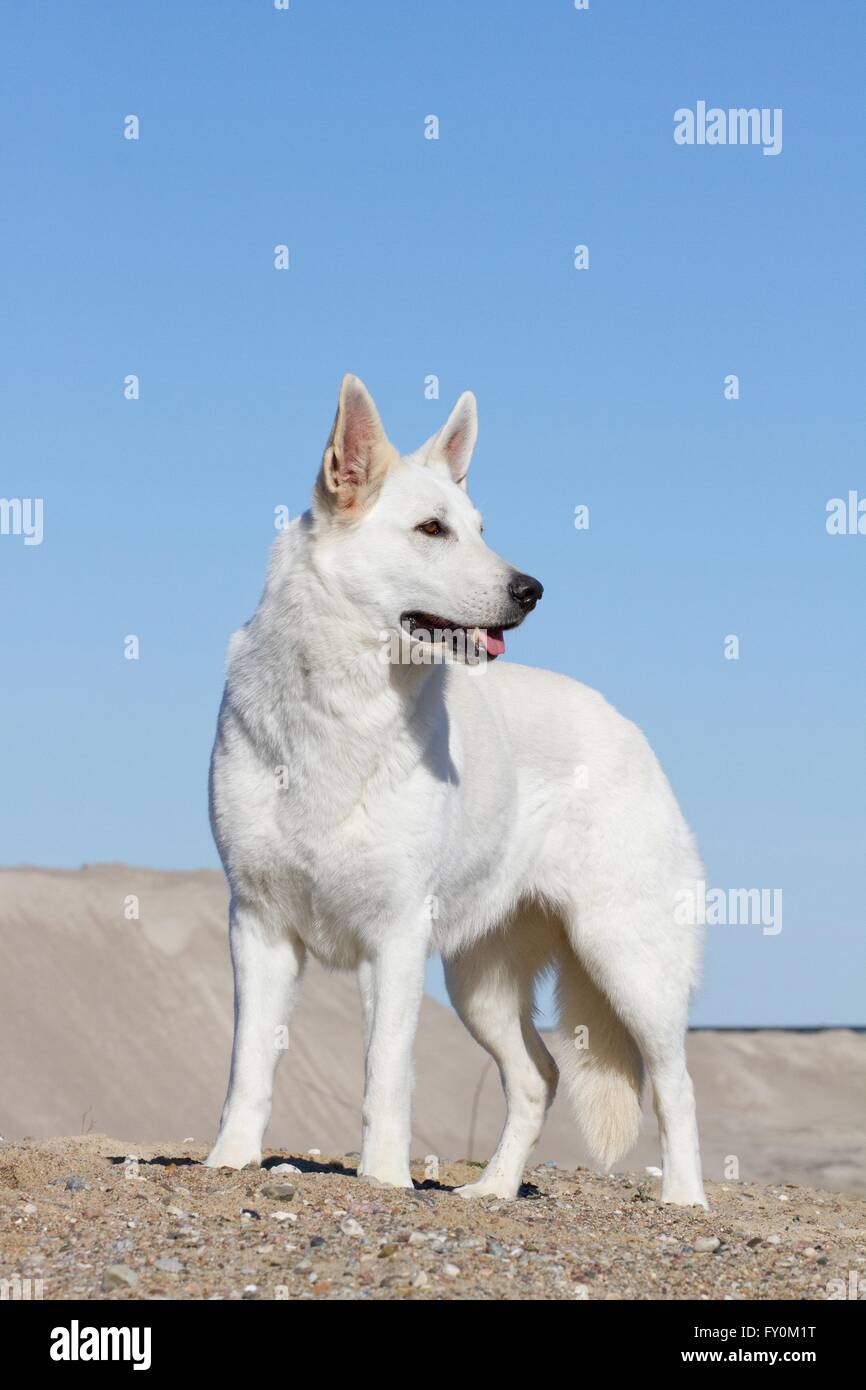 standing Berger Blanc Suisse Stock Photo - Alamy
