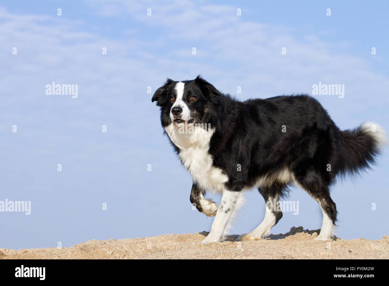 standing Border Collie Stock Photo - Alamy