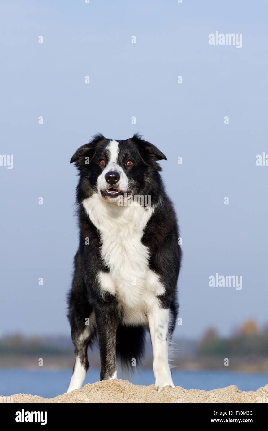 standing Border Collie Stock Photo - Alamy