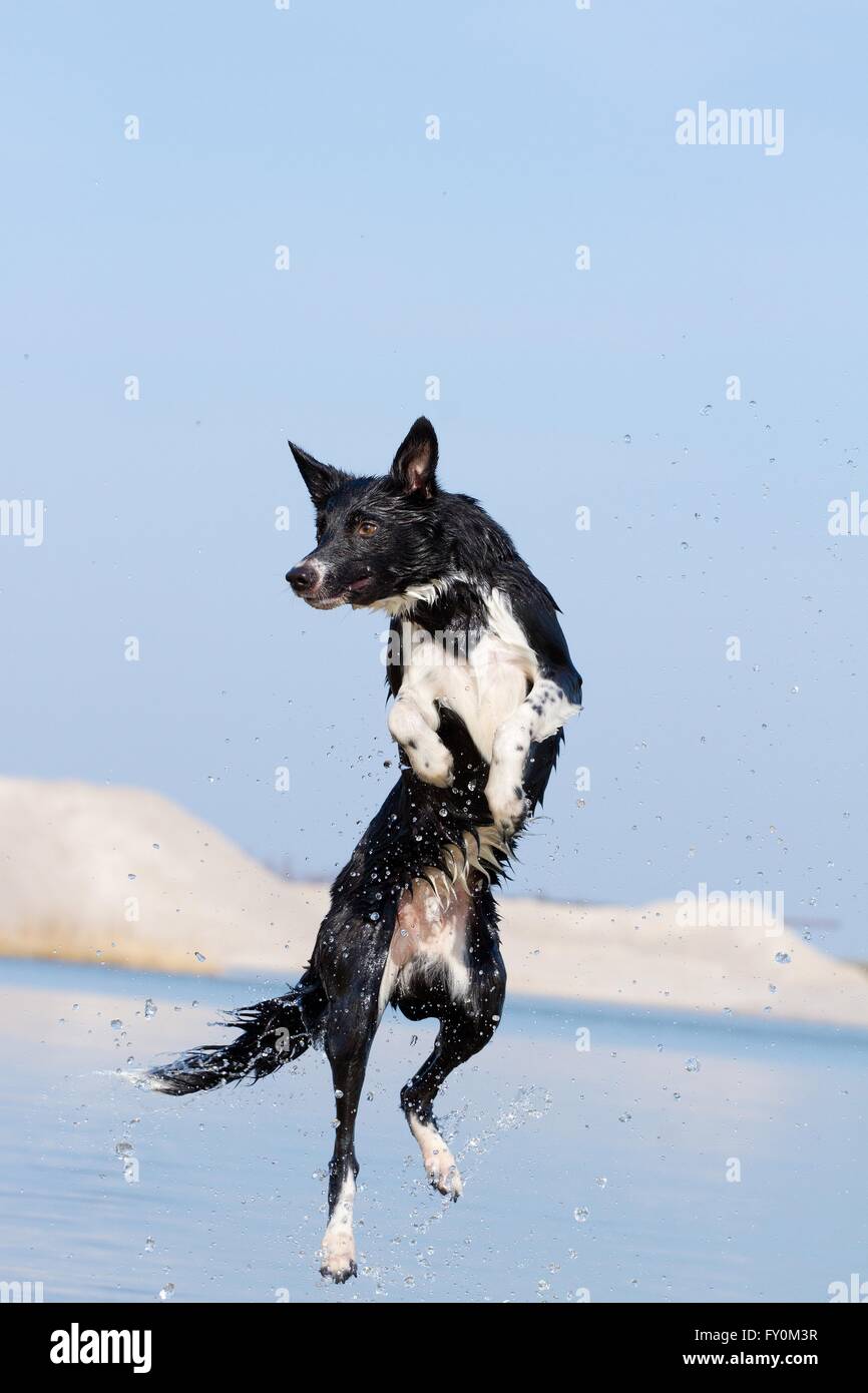 Border Collie Collies Jumping High Resolution Stock Photography and ...
