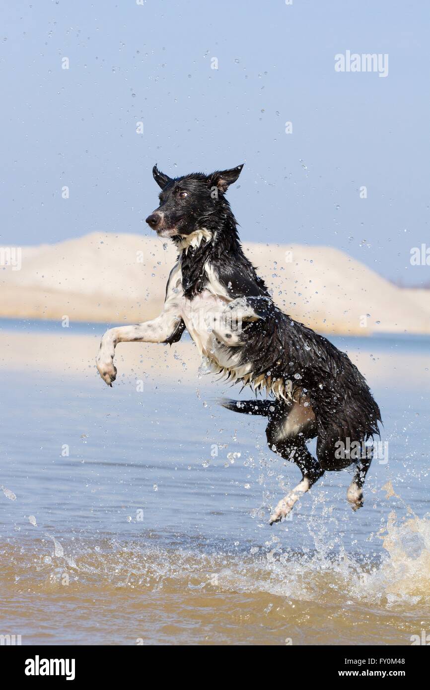 Border collie collies jumping hi-res stock photography and images - Alamy