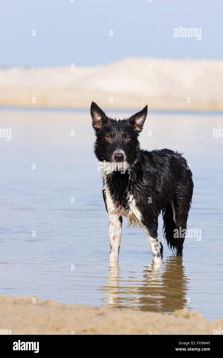 standing Border Collie Stock Photo - Alamy