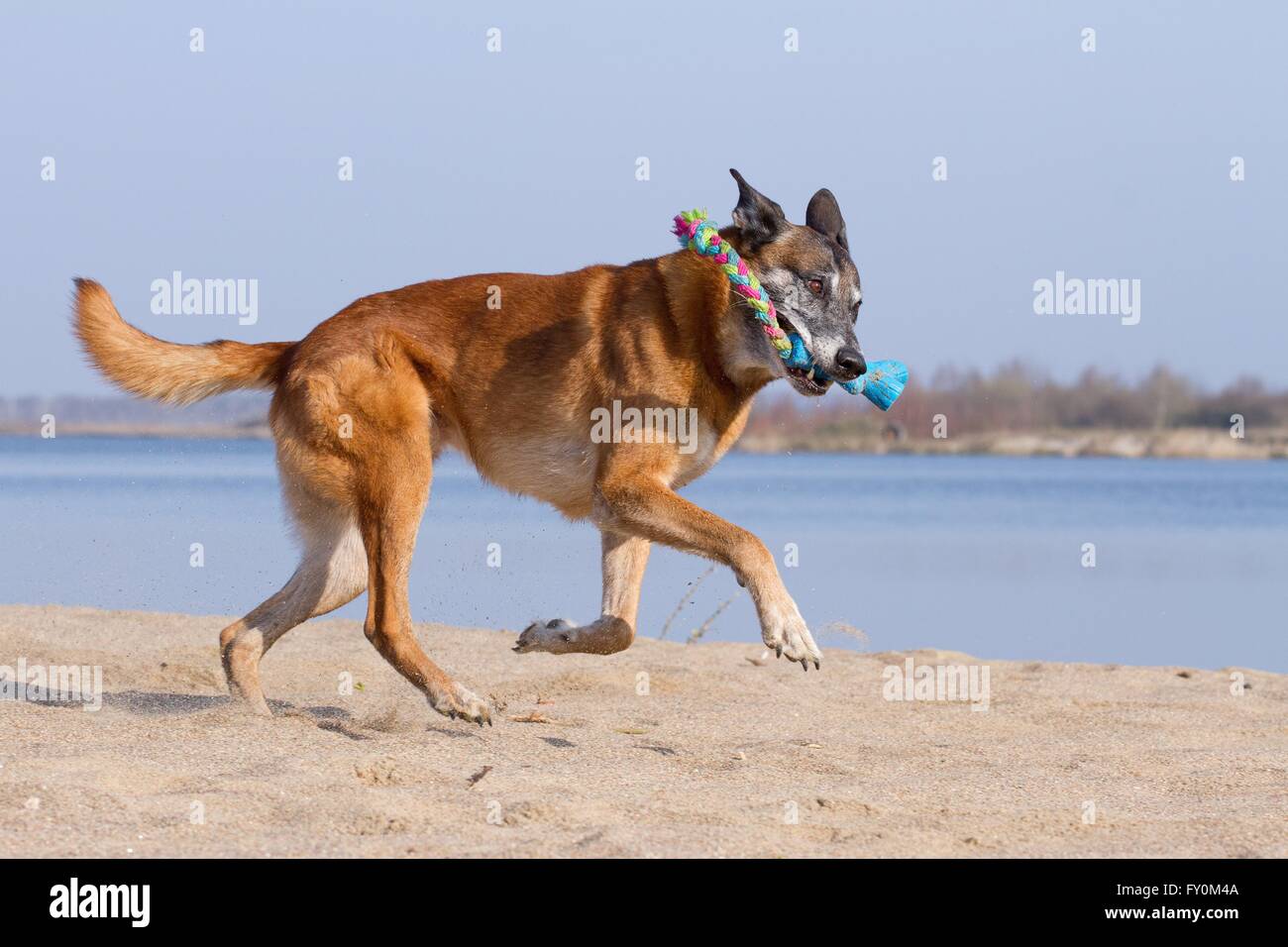Malinois fetching hi-res stock photography and images - Alamy