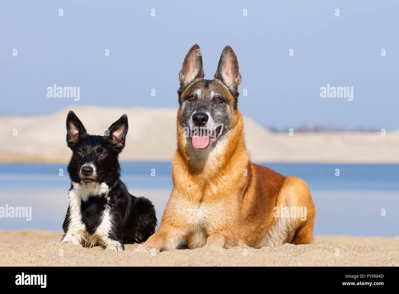 Two senior dogs hi-res stock photography and images - Alamy