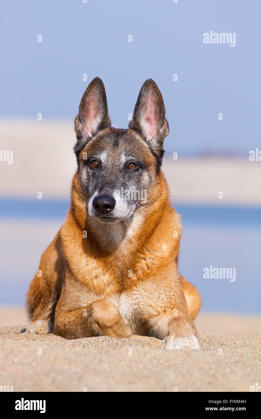 Senior Malinois High Resolution Stock Photography and Images - Alamy