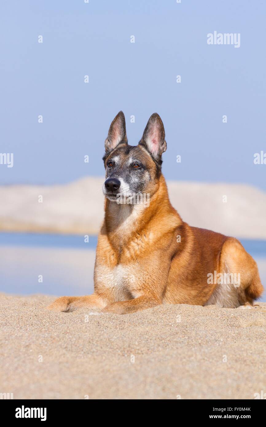 Senior Malinois High Resolution Stock Photography and Images - Alamy