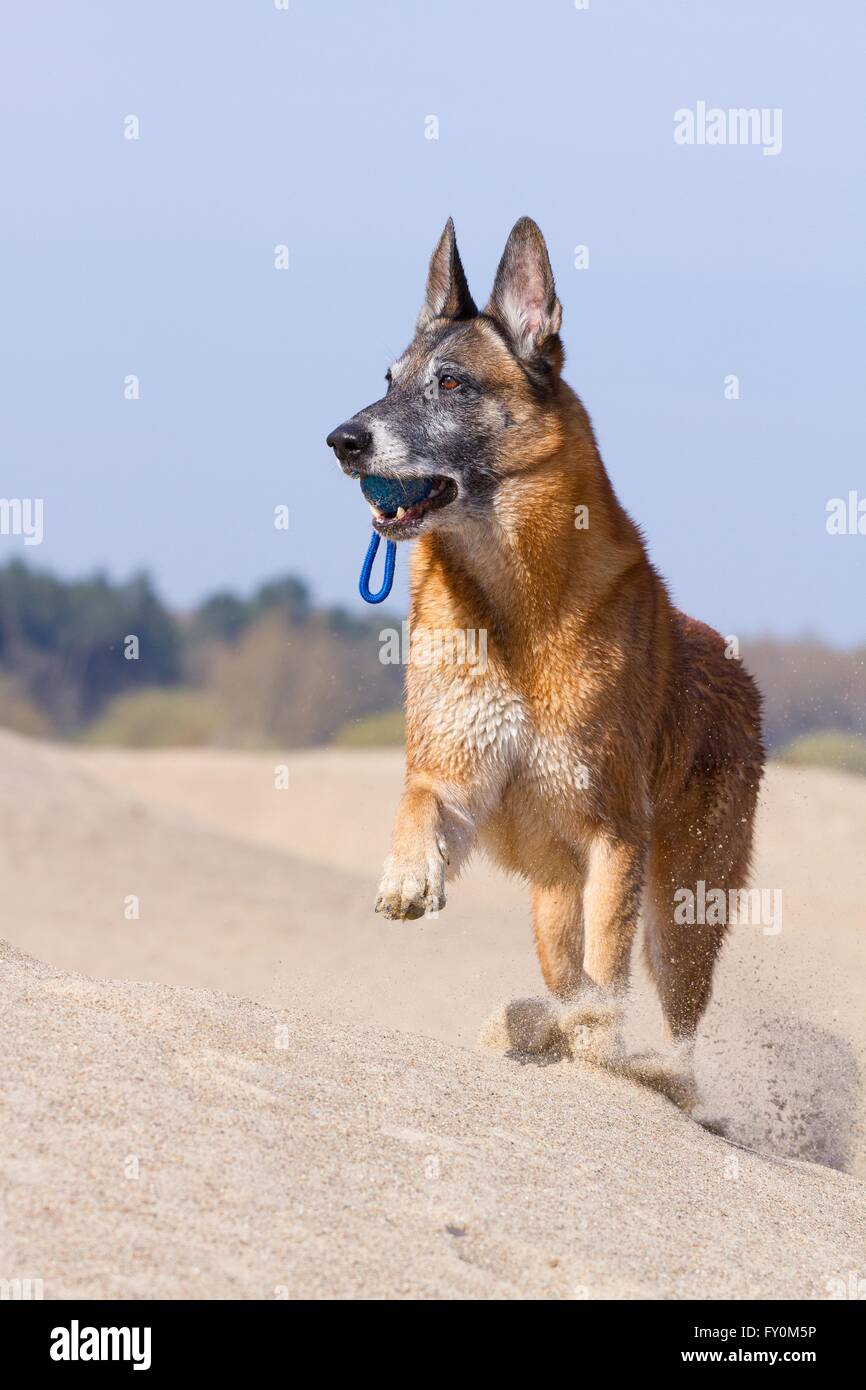 Old aged playing outdoor hi-res stock photography and images - Alamy
