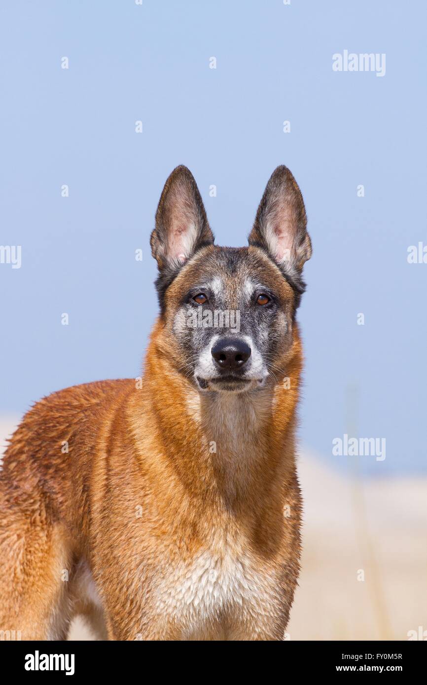 Head Portrait Belgian Malinois High Resolution Stock Photography and ...