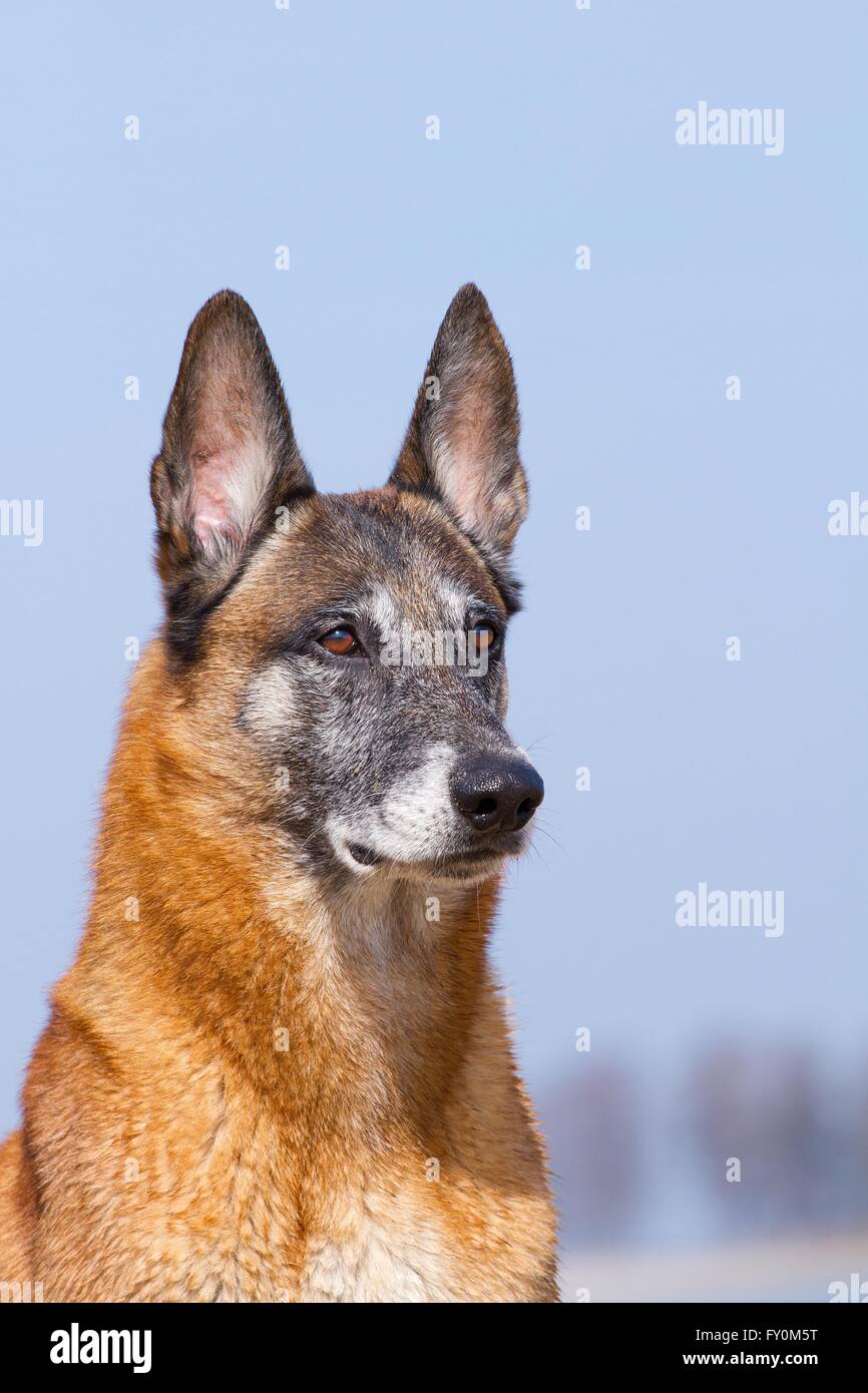 Senior malinois hi-res stock photography and images - Alamy