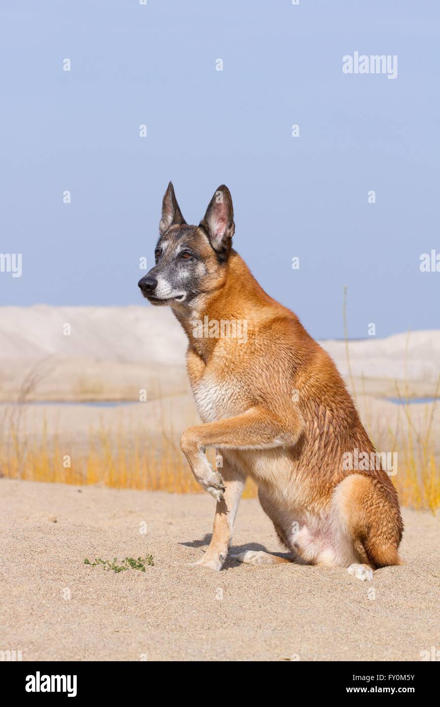 Malinois Sitting High Resolution Stock Photography and Images - Alamy