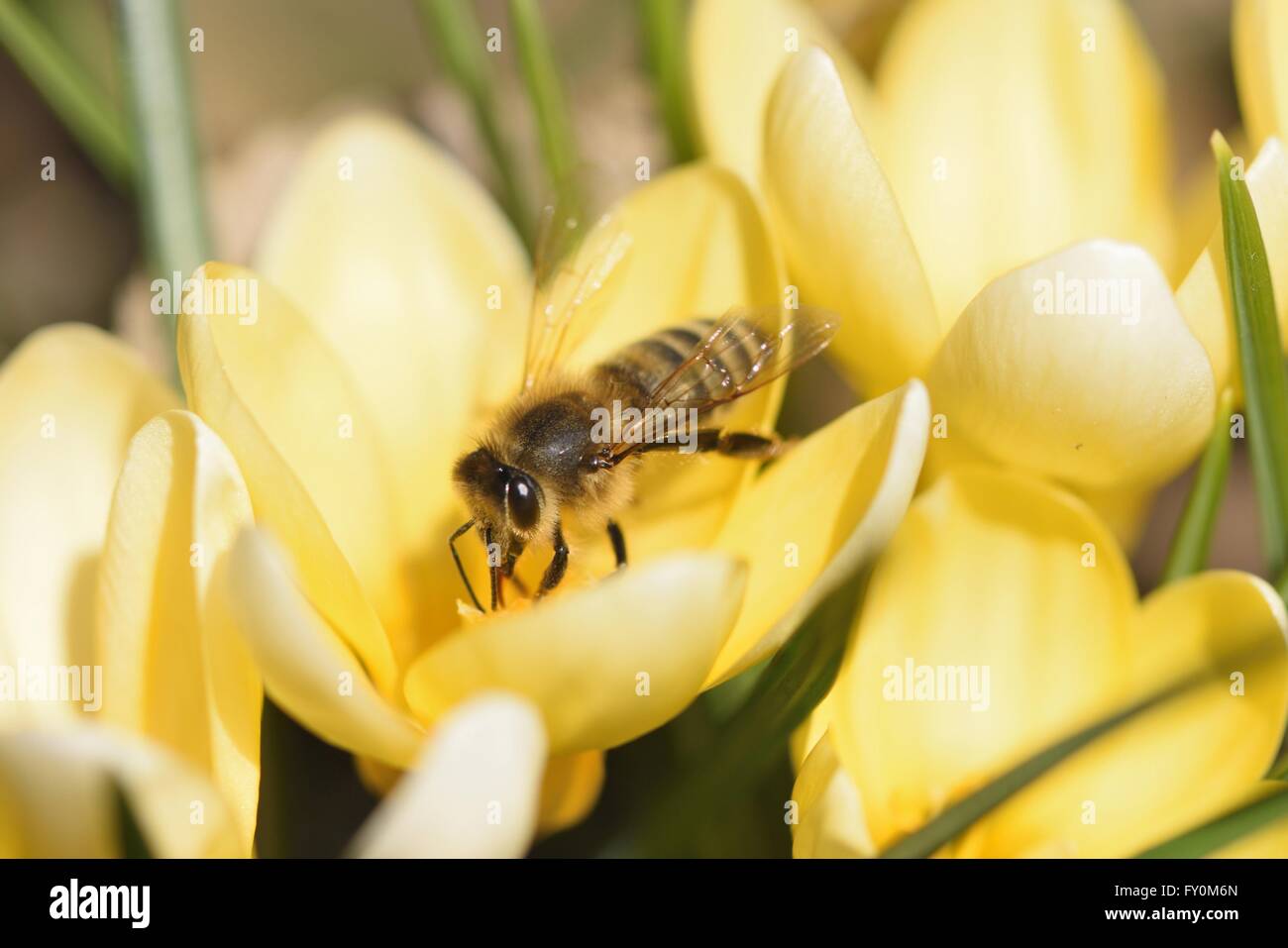 Honeybee plants hi-res stock photography and images - Alamy