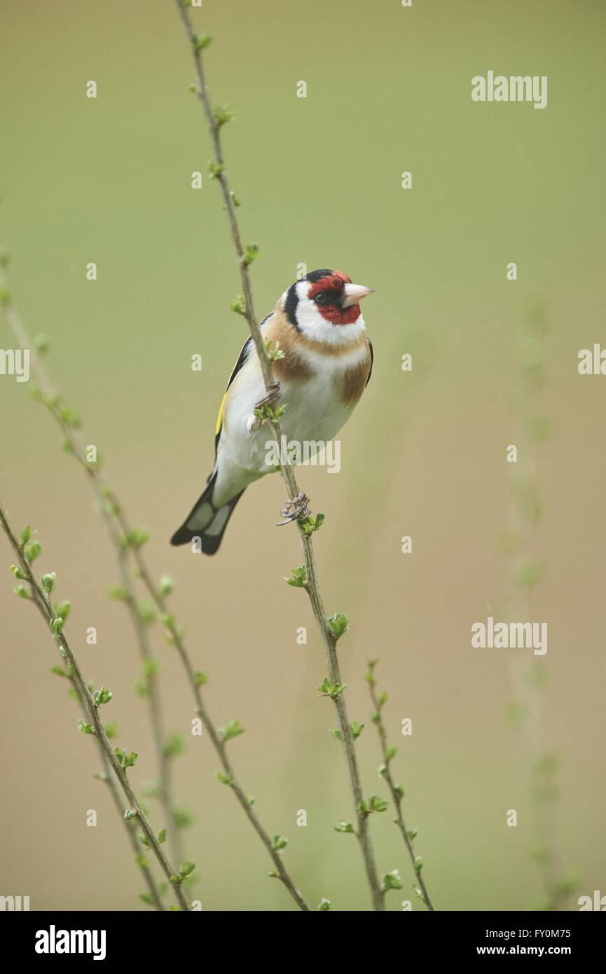 European finches hi-res stock photography and images - Alamy