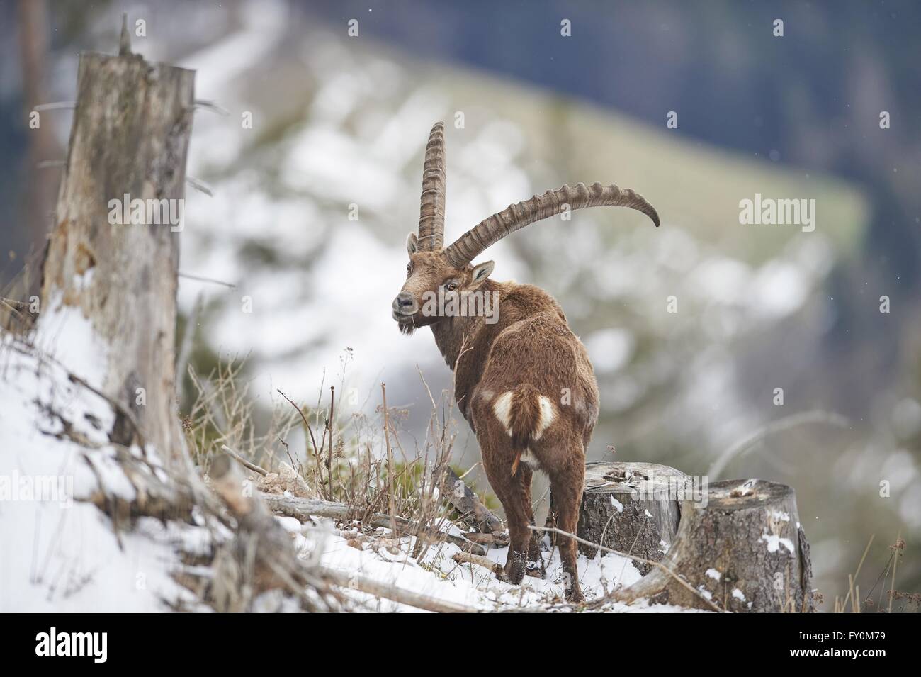 Alpine wildlife view hi-res stock photography and images - Alamy