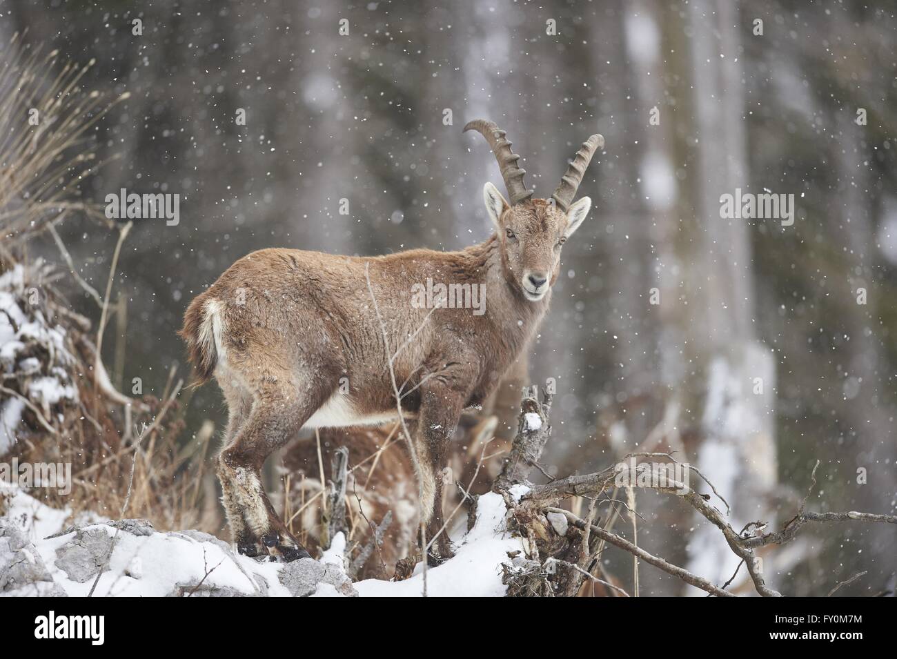 Ibex eye hi-res stock photography and images - Alamy