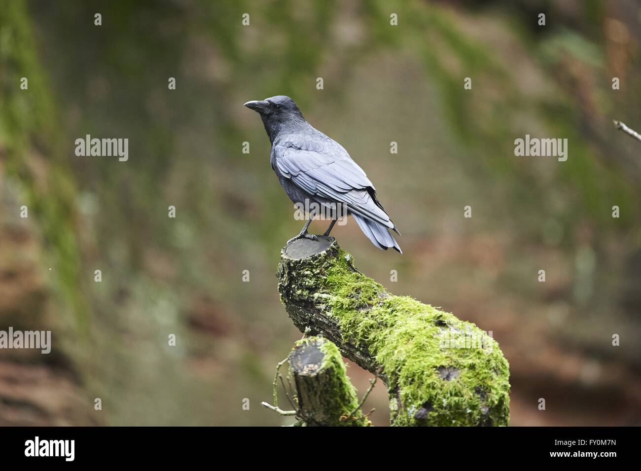 Crow family crows hi-res stock photography and images - Alamy