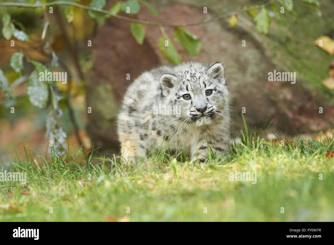 Baby snow leopard hi-res stock photography and images - Alamy