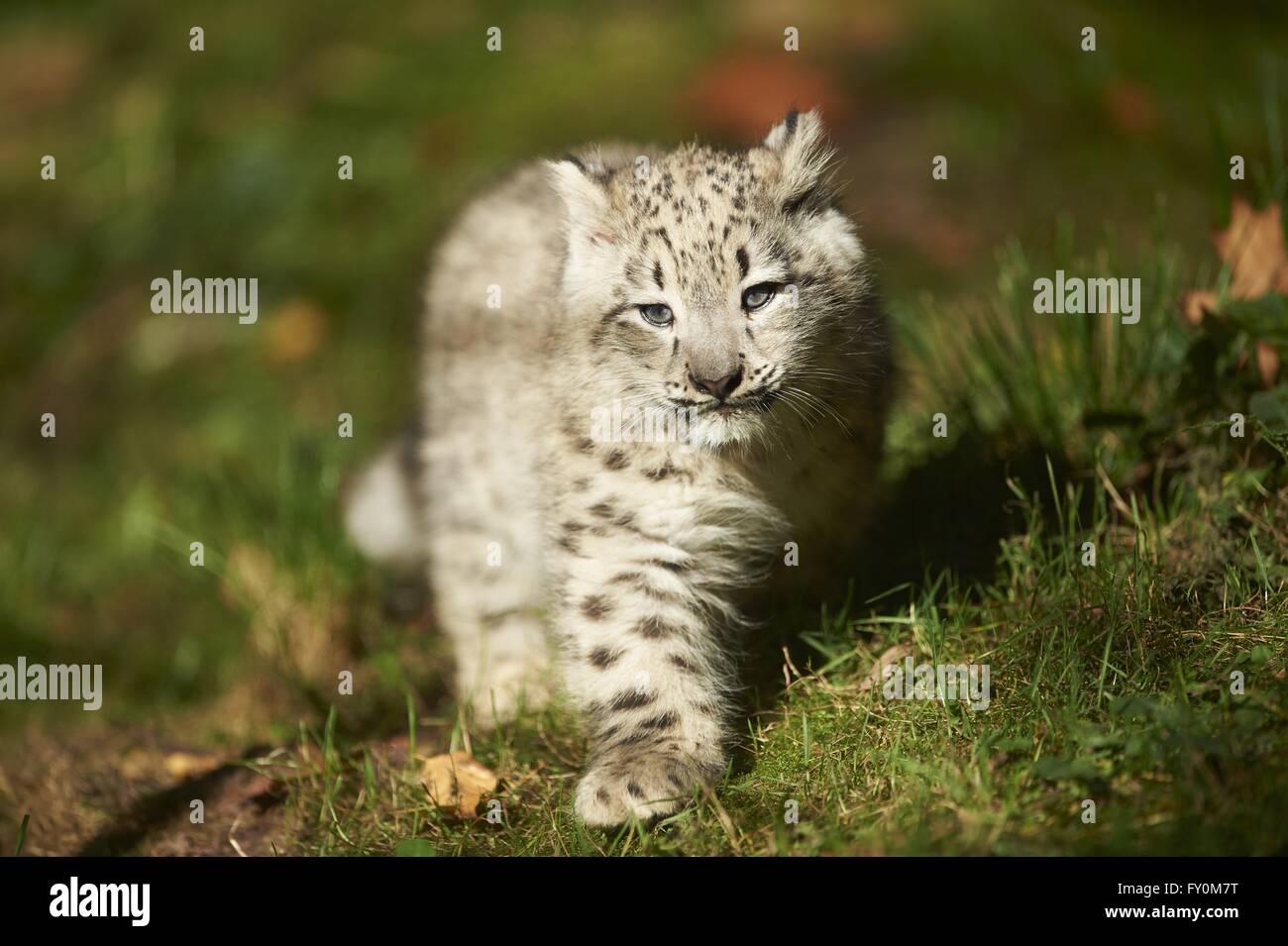 Baby snow leopard hi-res stock photography and images - Alamy
