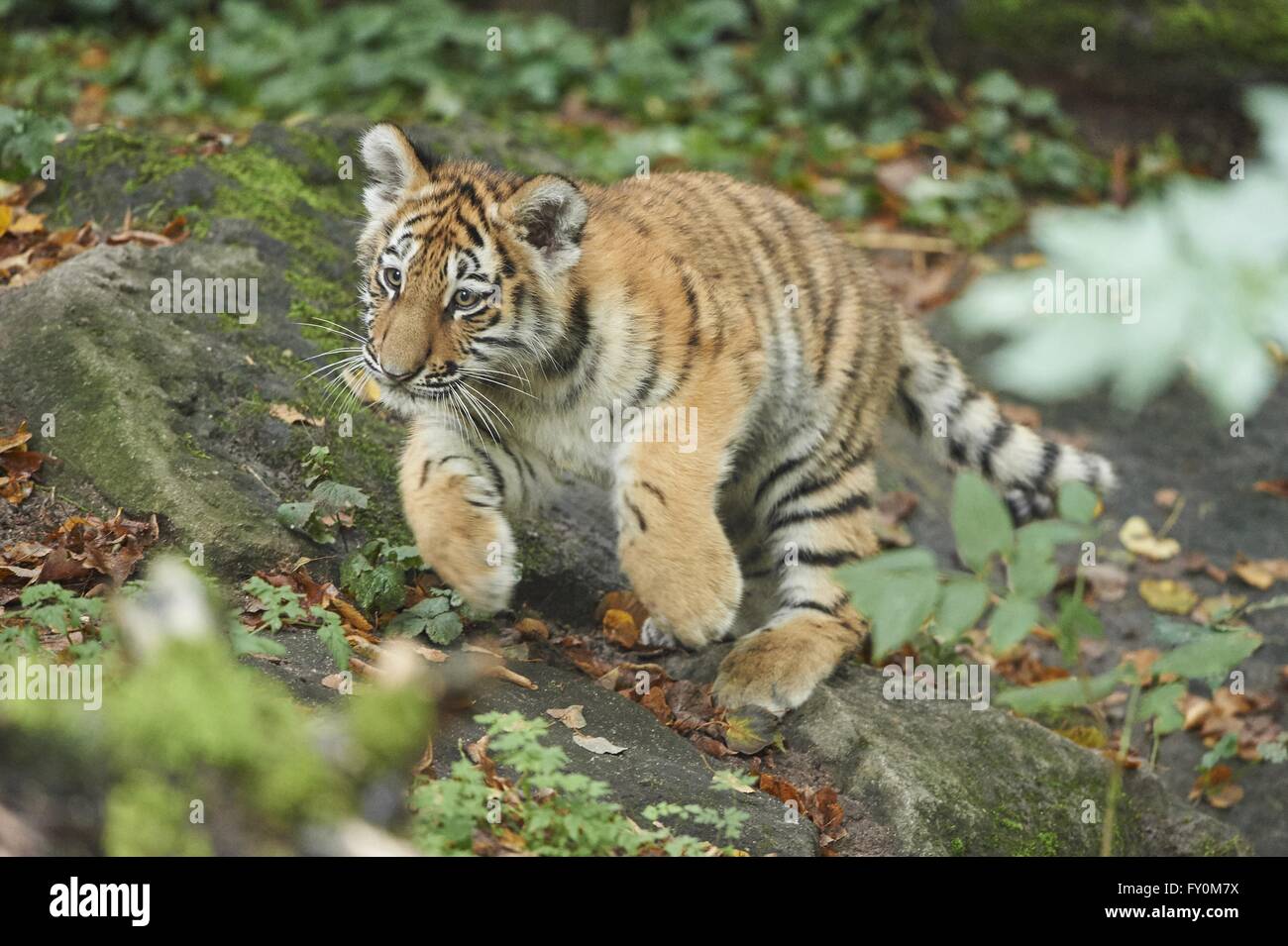 Tiger moving hi-res stock photography and images - Alamy
