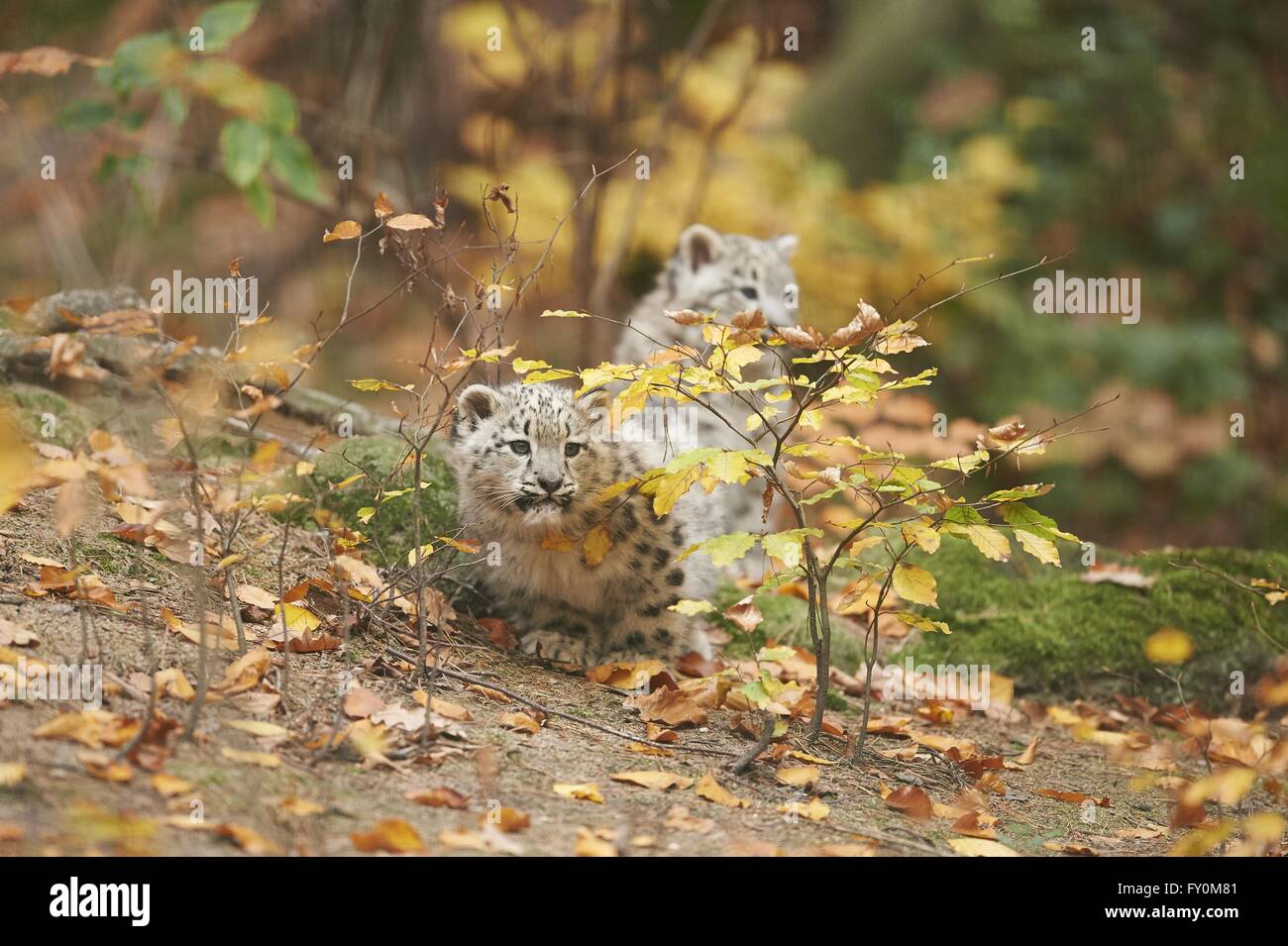 Leopards cub hi-res stock photography and images - Alamy
