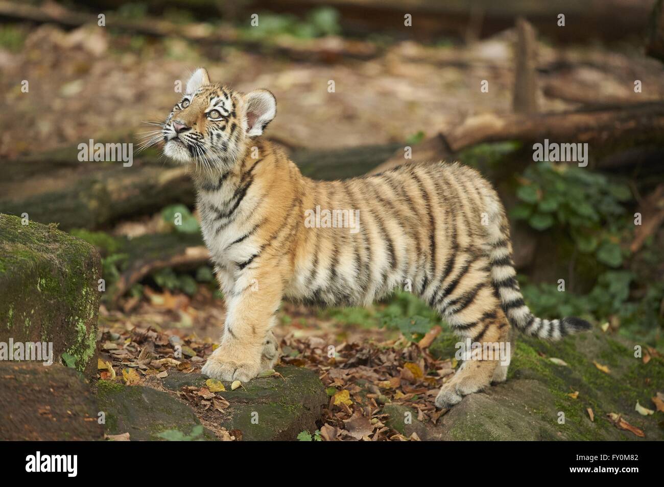 Baby tiger hi-res stock photography and images - Alamy